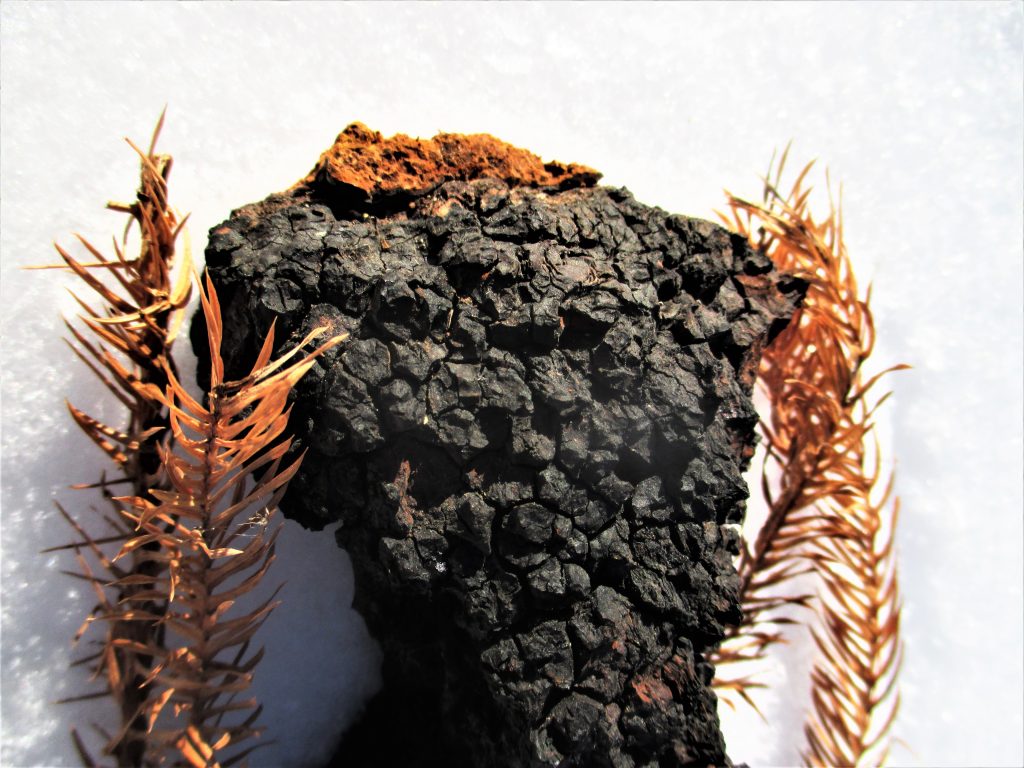 How to Make Chaga Double Extract | Iowa Herbalist