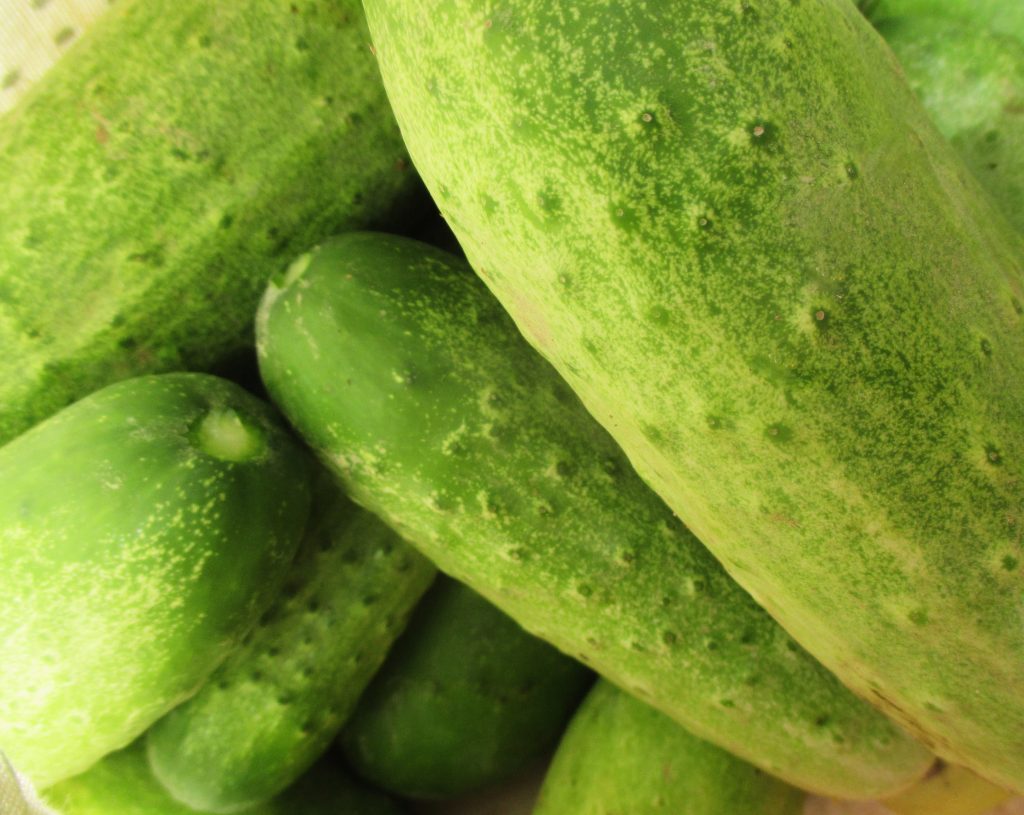 2 lb Cucumbers | Iowa Herbalist