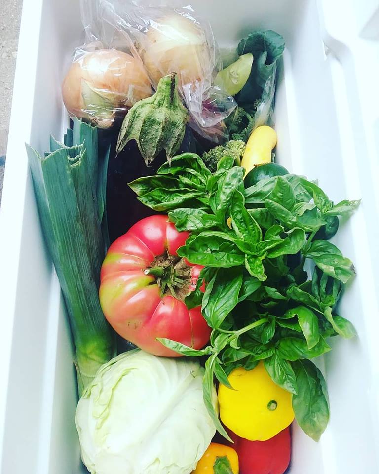 Full Season CSA Delivery Share Payment ($500) - Adrian White | Writer