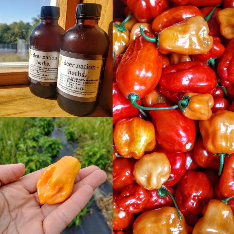 Buy Habanero Syrup (High Heat) | Iowa Herbalist